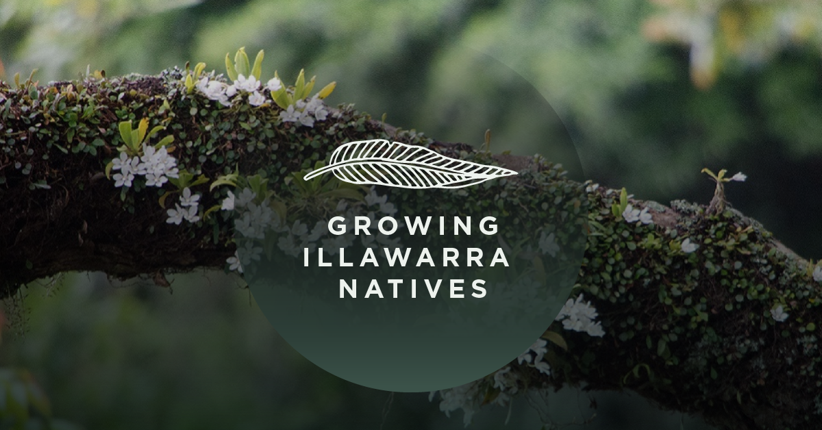 Growing Illawarra Natives